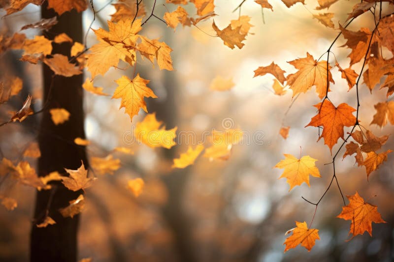 Fall-colored Leaves Dancing in the Morning Breeze Stock Photo - Image ...