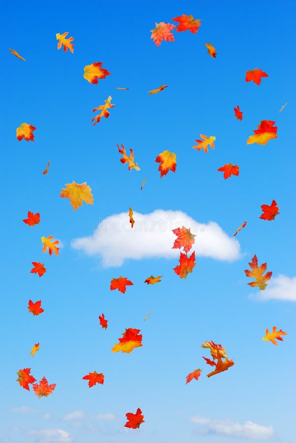 Fall Colored Leaves Falling on a Blue Sky Clouds Stock Image - Image of ...