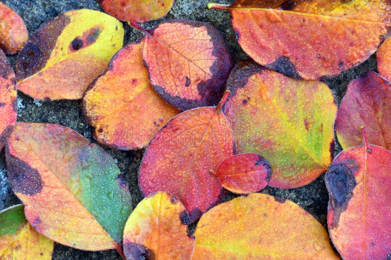 Fall Colored Leaves on the Ground Stock Photo - Image of ground, still ...