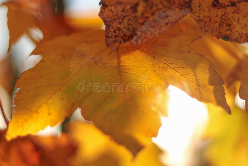 Fall Colored Leaves on the Tree Stock Image - Image of colored, parks ...
