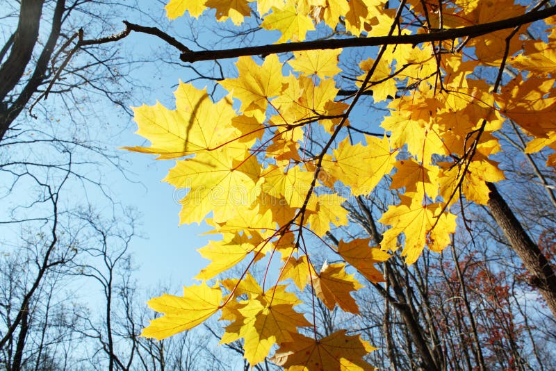 Fall Colored Tree in Lake Geneva, Wisconsin Stock Photo - Image of ...