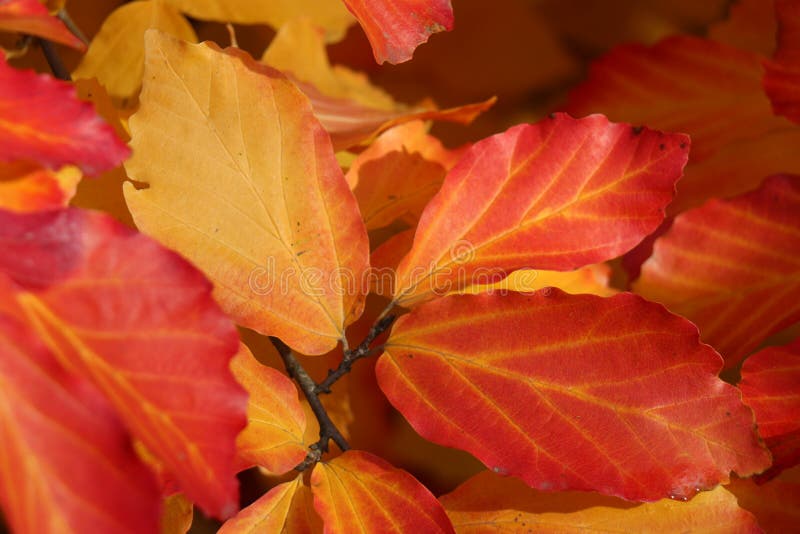 Fall colored leaves stock photo. Image of foliage, color - 65082634