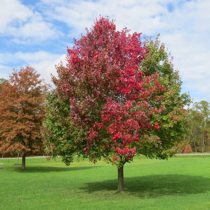 Fall colored tree. stock photo. Image of road, colors - 45916608