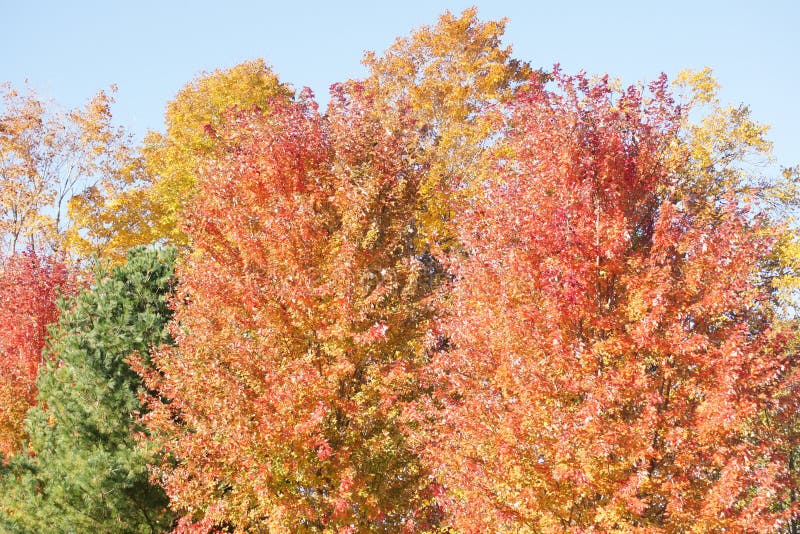 Fall colored trees. stock image. Image of outdoors, tree - 46397085
