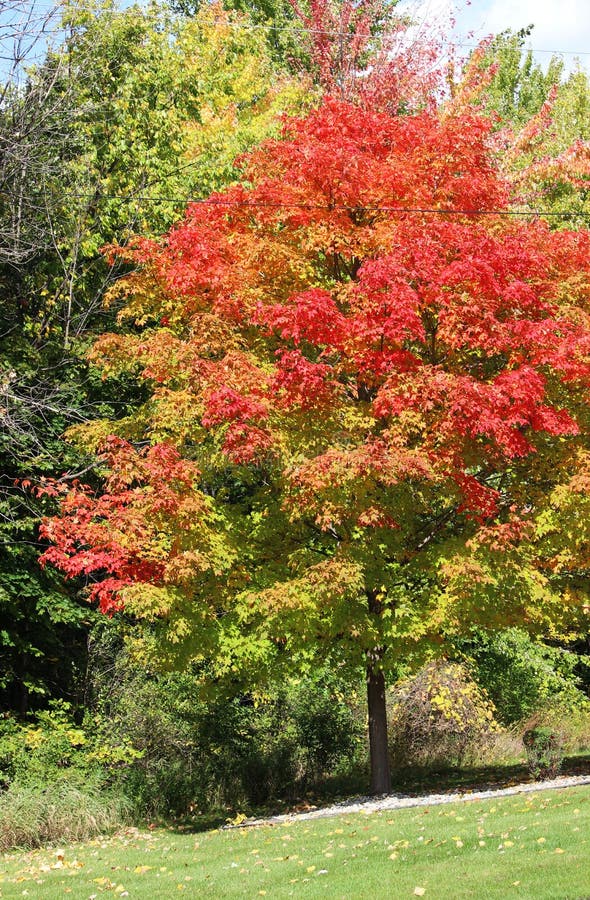 Fall Colored Trees stock photo. Image of yard, fall, green - 45962042
