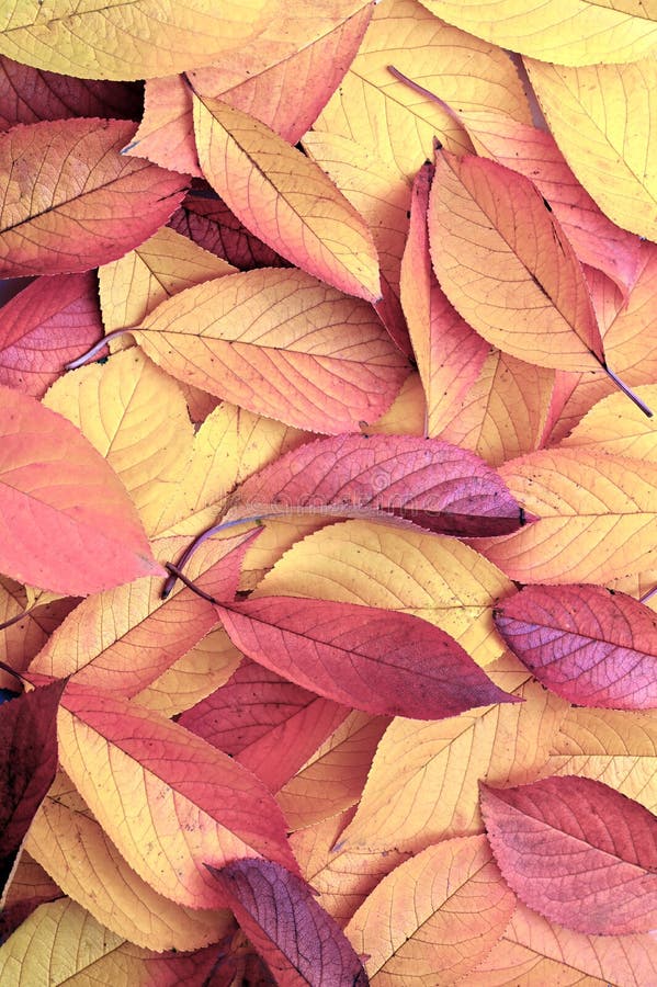 Fall Colorful Leaves Background. Autumn Concept. Nature. Stock Image ...