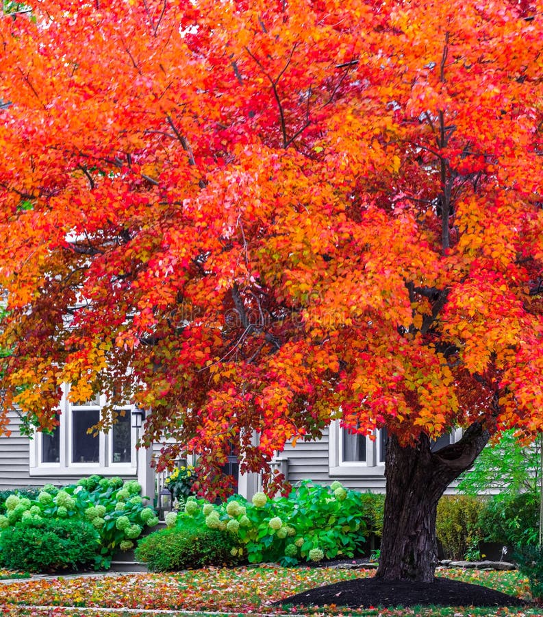 Fall Colorful in Greater Moncton, New Brunswick, Canada Stock Image ...