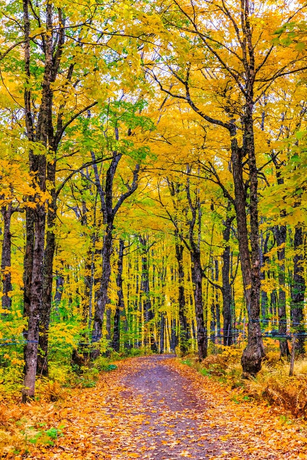 Fall Colorful in New Brunswick, Canada Stock Photo - Image of cook ...