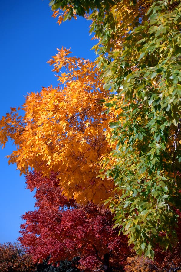 Fall colors stock image. Image of colors, picket, feel - 258173