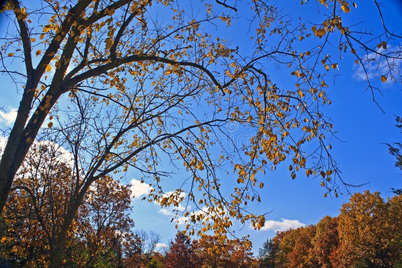 Fall Colors stock photo. Image of life, fall, trees, colors - 12170374