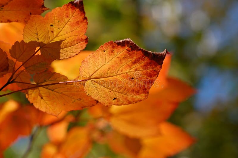 Fall Colors stock image. Image of ecological, forest, orange - 1246621