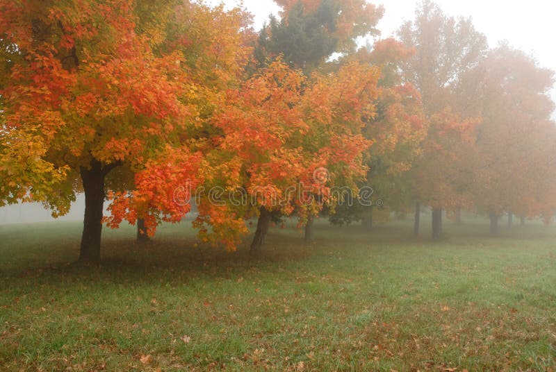 Fall Colors stock image. Image of fall, maple, nature - 16535407