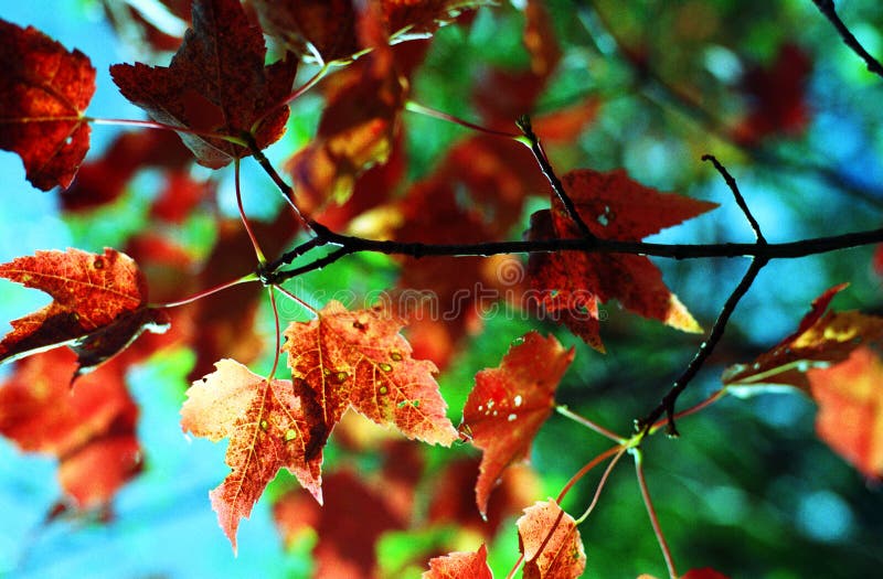 Fall colors stock image. Image of fall, natural, america - 26628209