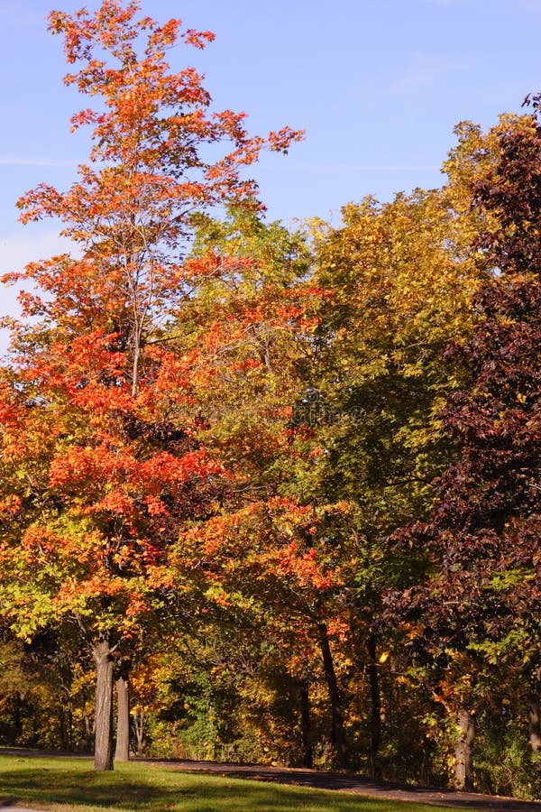 Fall colors stock image. Image of colors, fall, november - 3174619