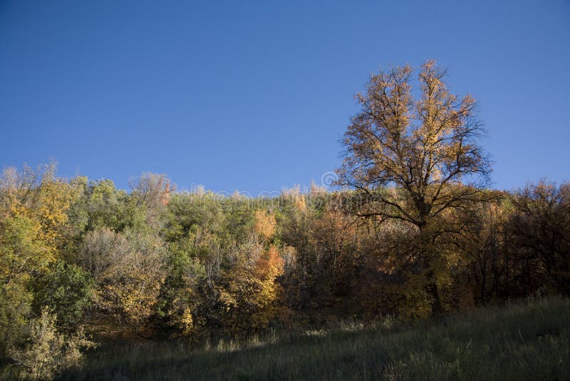 Fall colors stock photo. Image of pleasant, trees, mountains - 3308102