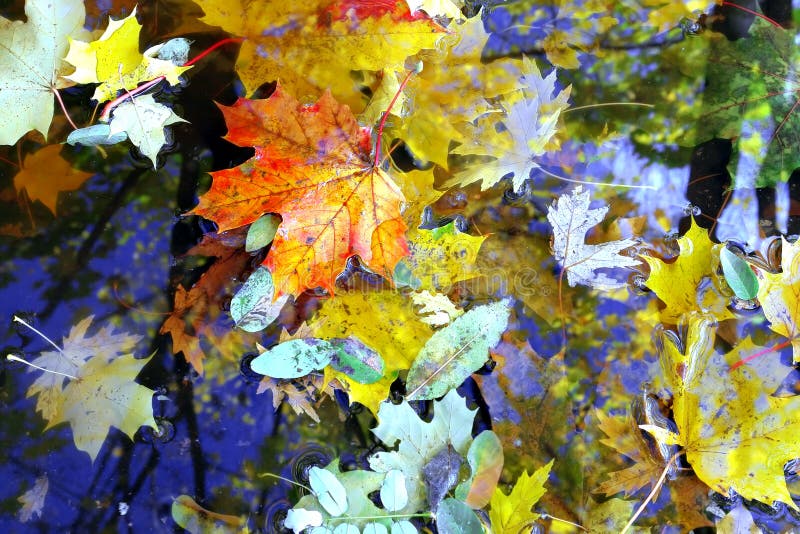 Fall colors stock image. Image of float, cover, beautiful - 3480039