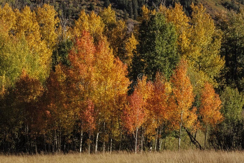 Fall Colors stock photo. Image of vacations, trees, autumn - 37686684