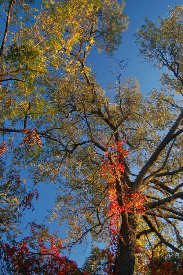 Treetops stock photo. Image of park, branch, cloud, cloudy - 1386386