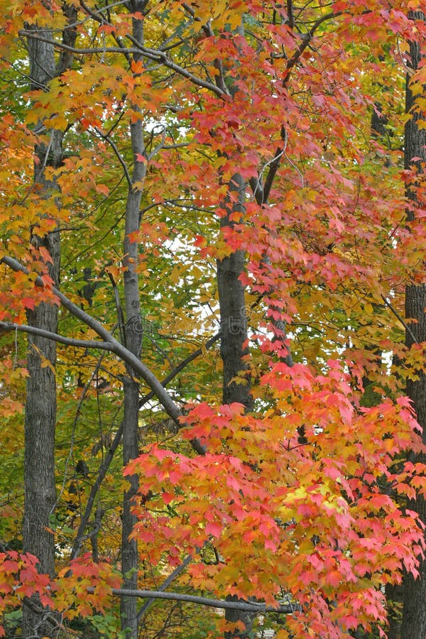Fall colors stock photo. Image of scene, autumn, fall - 4175822