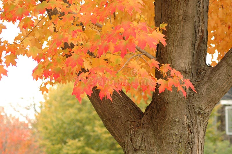 Fall colors stock image. Image of urban, fall, season, orange - 603793
