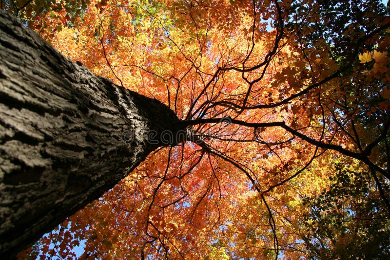 Fall Colors stock image. Image of fresh, natural, colorful - 6804623