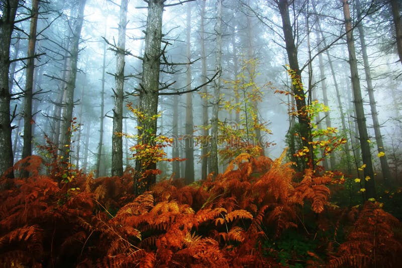 Fall Colors stock image. Image of autumnal, landscape - 8251999