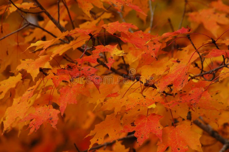 Fall colors stock photo. Image of leaves, trees, ozark - 931830