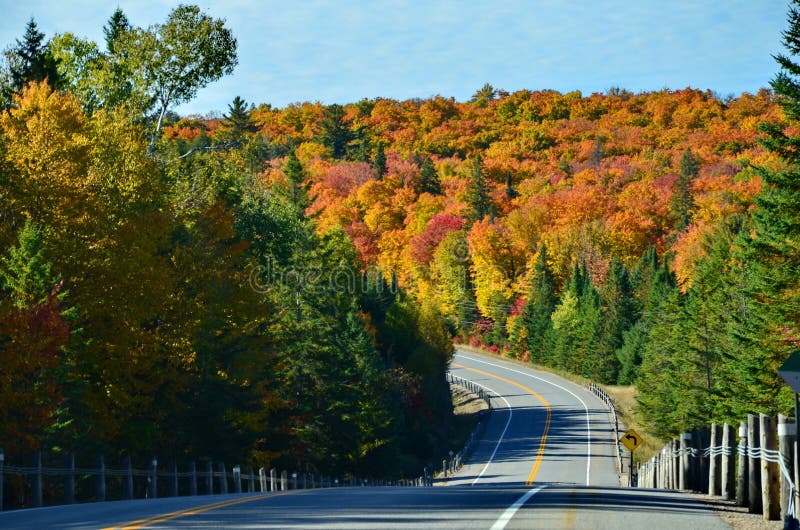 Fall Colors in Algonquin stock photo. Image of leaves - 259479280