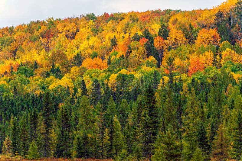 Fall Colors Algonquin Park, Ontario, Canada Stock Image - Image of ...