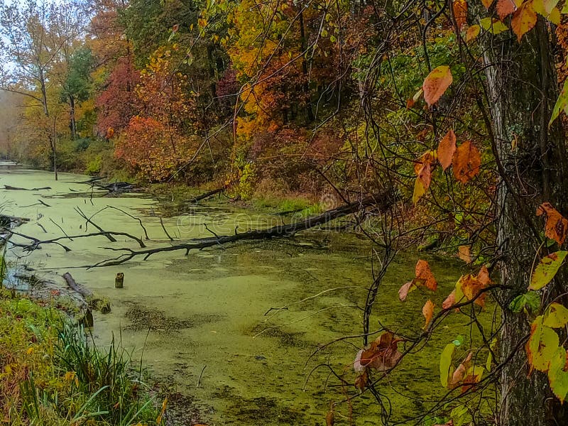 Fall colors.. stock image. Image of foliage, fall, beautiful - 205728181