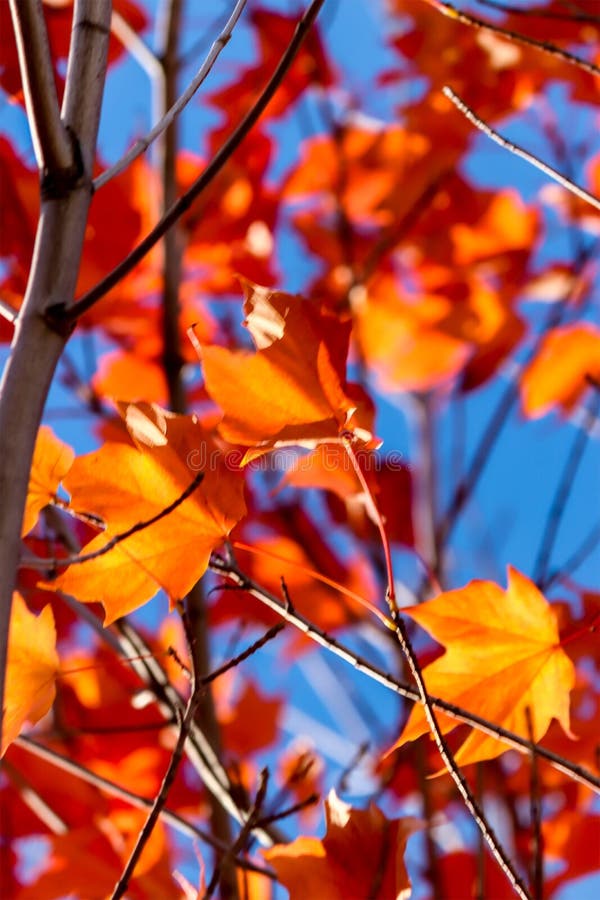 Fall Colors Appear Like Flames on a Clear Fall Day, on, Canada Stock ...