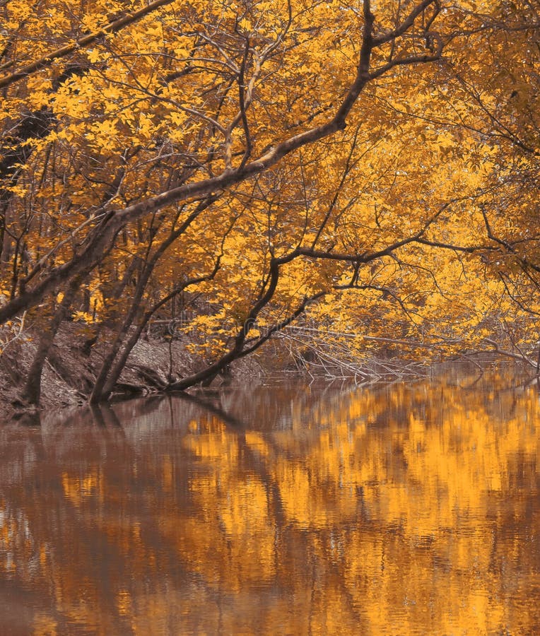 Fall Colors of Autumn in a Deciduous Forest with Reflection on Water ...