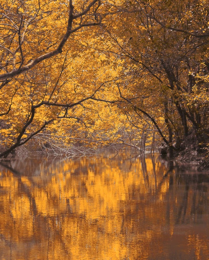 Fall Colors of Autumn in a Deciduous Forest with Reflection on Water ...