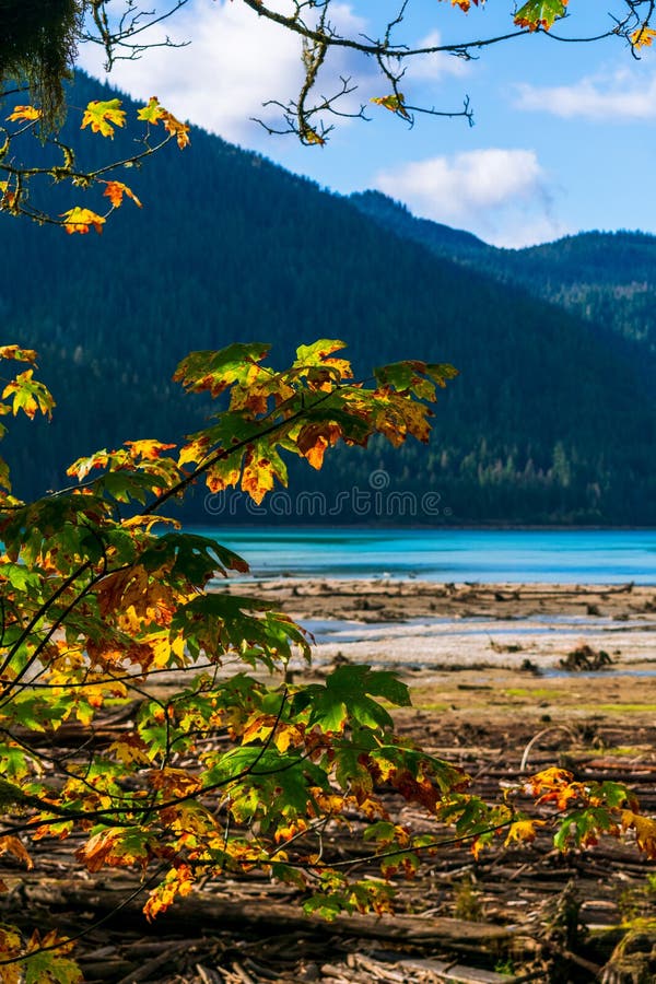Fall Colors at Baker Lake, Mount Baker Snoqualmie National Forest ...