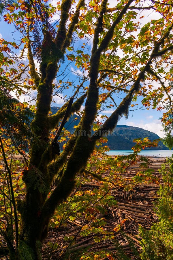 Fall Colors at Baker Lake, Mount Baker Snoqualmie National Forest ...