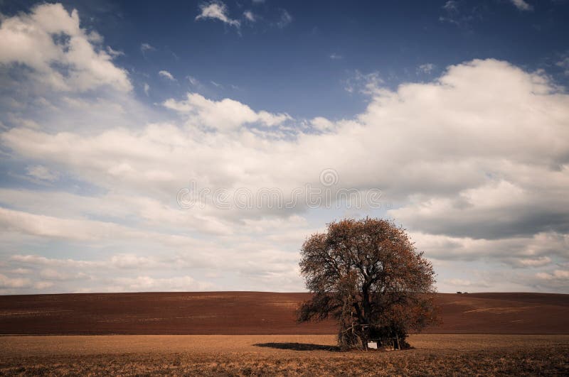 Fall Colors Big Tree Over Blue Sky Stock Image - Image of grass, beauty ...