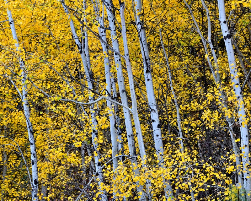 Fall Colors, Bitterroot Mountains, Montana. Stock Image - Image of ...