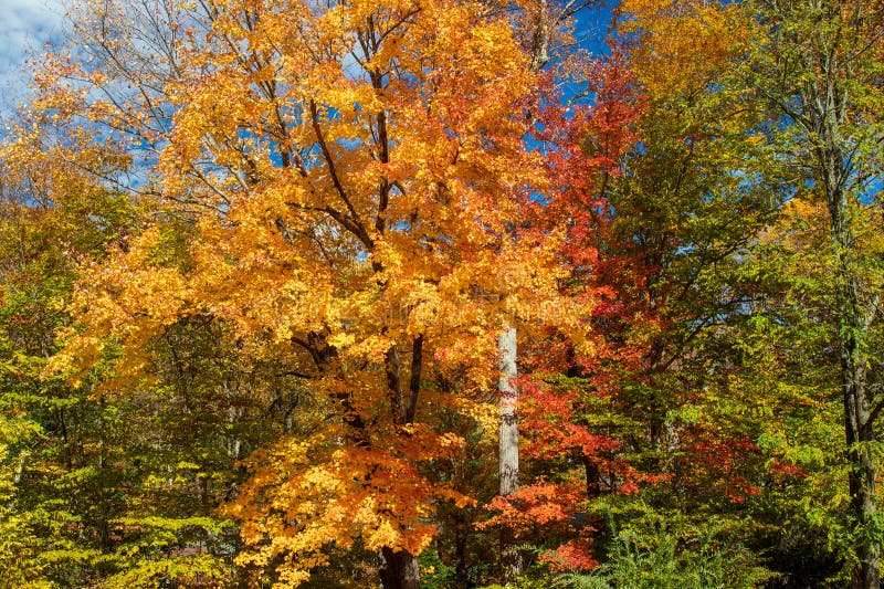 Fall Colors in the Blue Ridge Mountains Stock Photo - Image of leaf ...