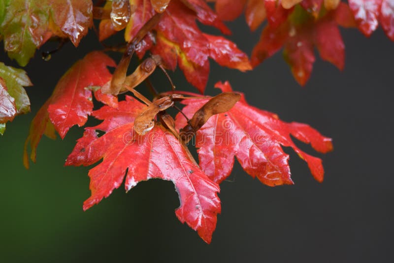 Fall colors stock image. Image of fall, rain, maple, bright - 90372129