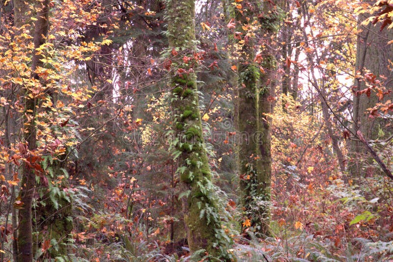 Rain Forest in Vancouver, Canada in the Early Fall Stock Image - Image ...