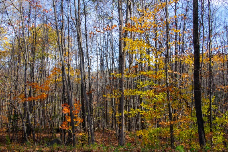 Fall Colors in the Canadian Forest Stock Photo - Image of countryside ...