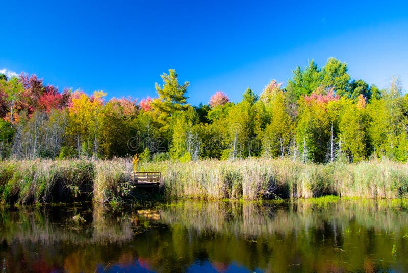 Fall Colors in the Canadian Forest with Lake Stock Photo - Image of ...