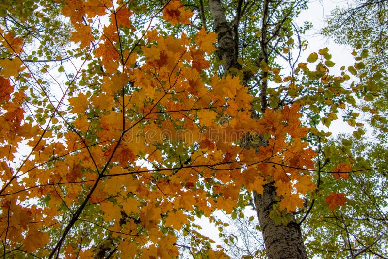 Fall Colors in the Canadian Forest Stock Photo - Image of beauty ...
