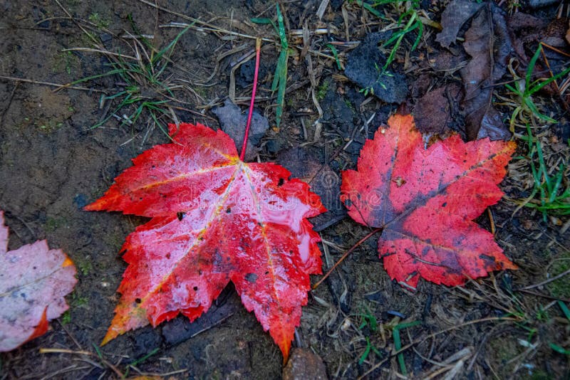 Fall Colors in the Canadian Forest Stock Image - Image of mountain ...