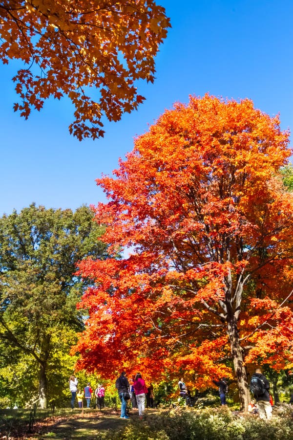 Fall Colors in Central Park Editorial Photography - Image of park ...