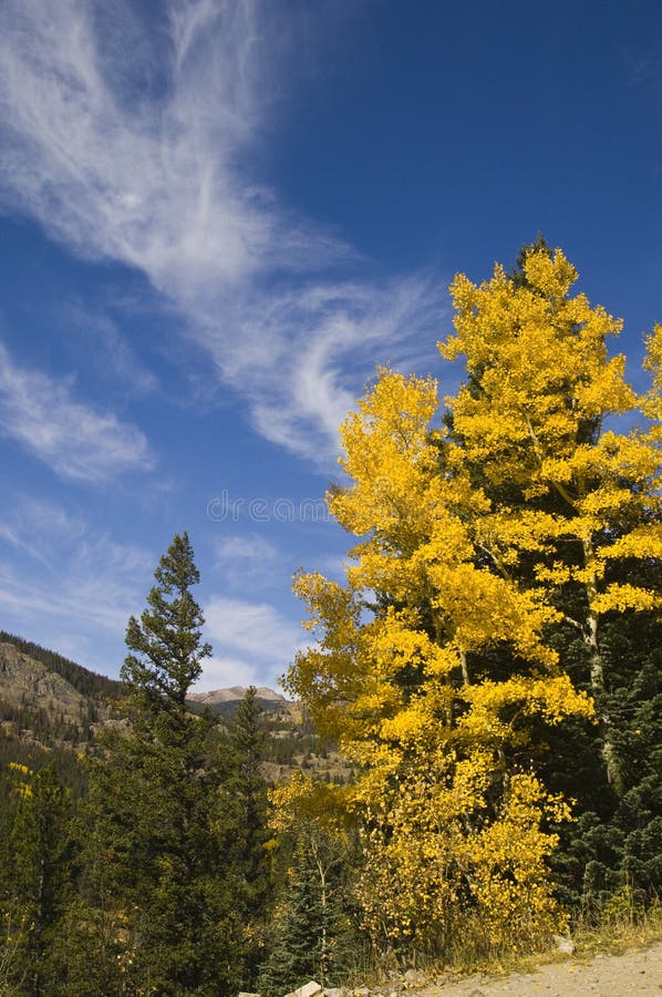 Fall Colors Colorado stock photo. Image of mountain, aspen - 11179802