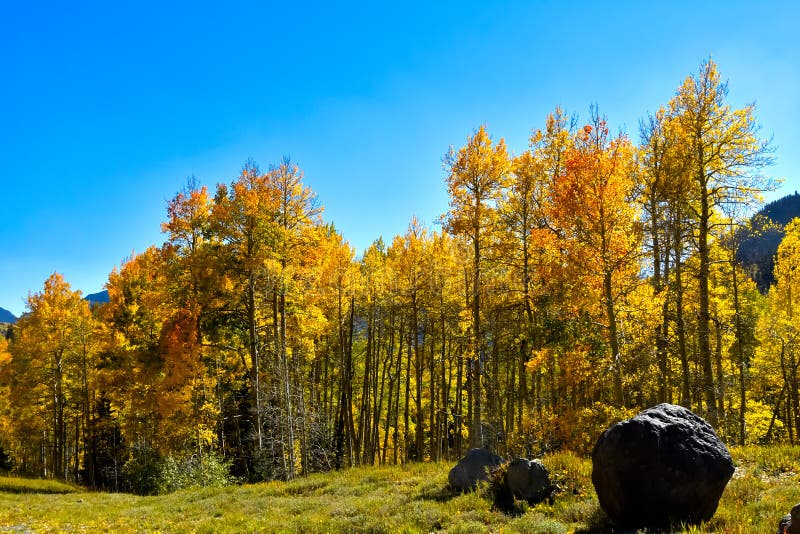 Fall Colors in Colorado stock photo. Image of season - 205209492