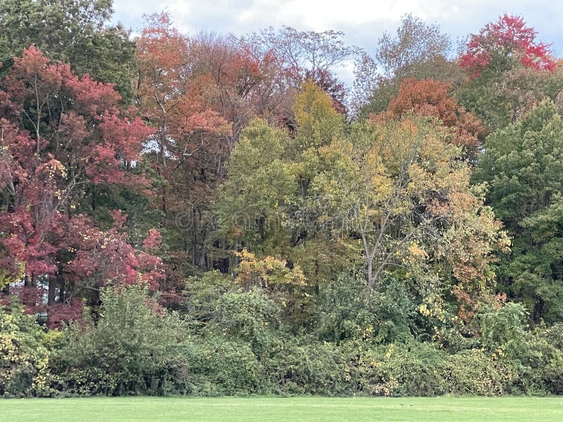 Fall Colors in Connecticut stock image. Image of ferns - 247516591