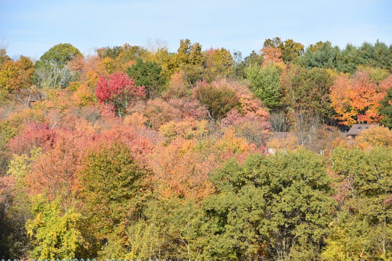 Fall Colors in Connecticut stock photo. Image of conifers - 173267122