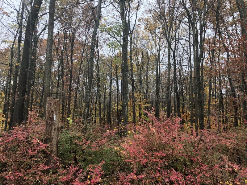 Fall Colors in Connecticut stock image. Image of destination - 173370019